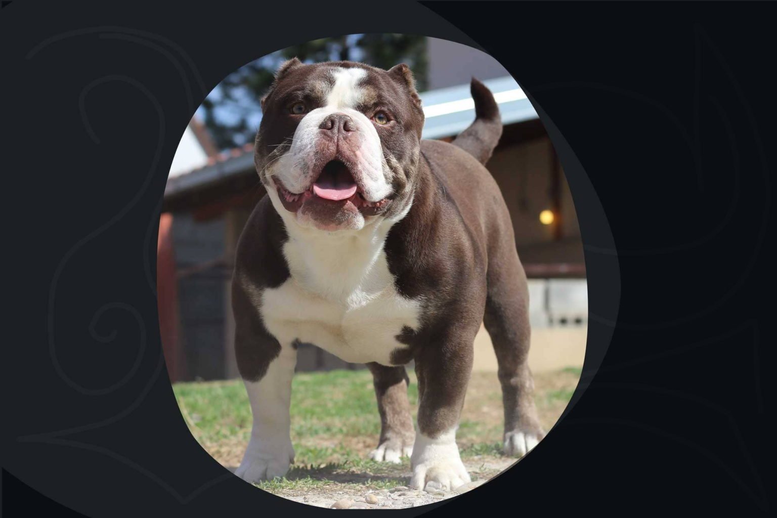American exotic bully males | Clean, functional bullies from Europe